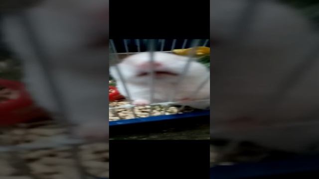 Зевающий хомяк