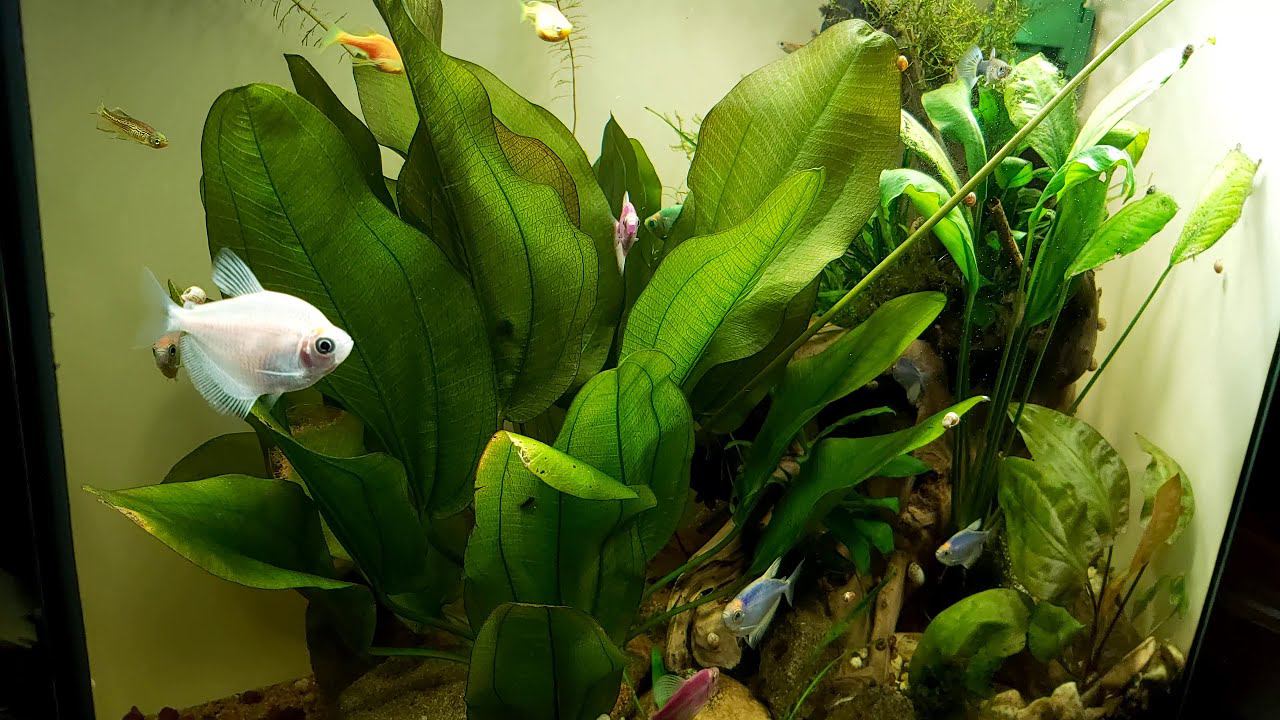 Аквариум 60л спустя год