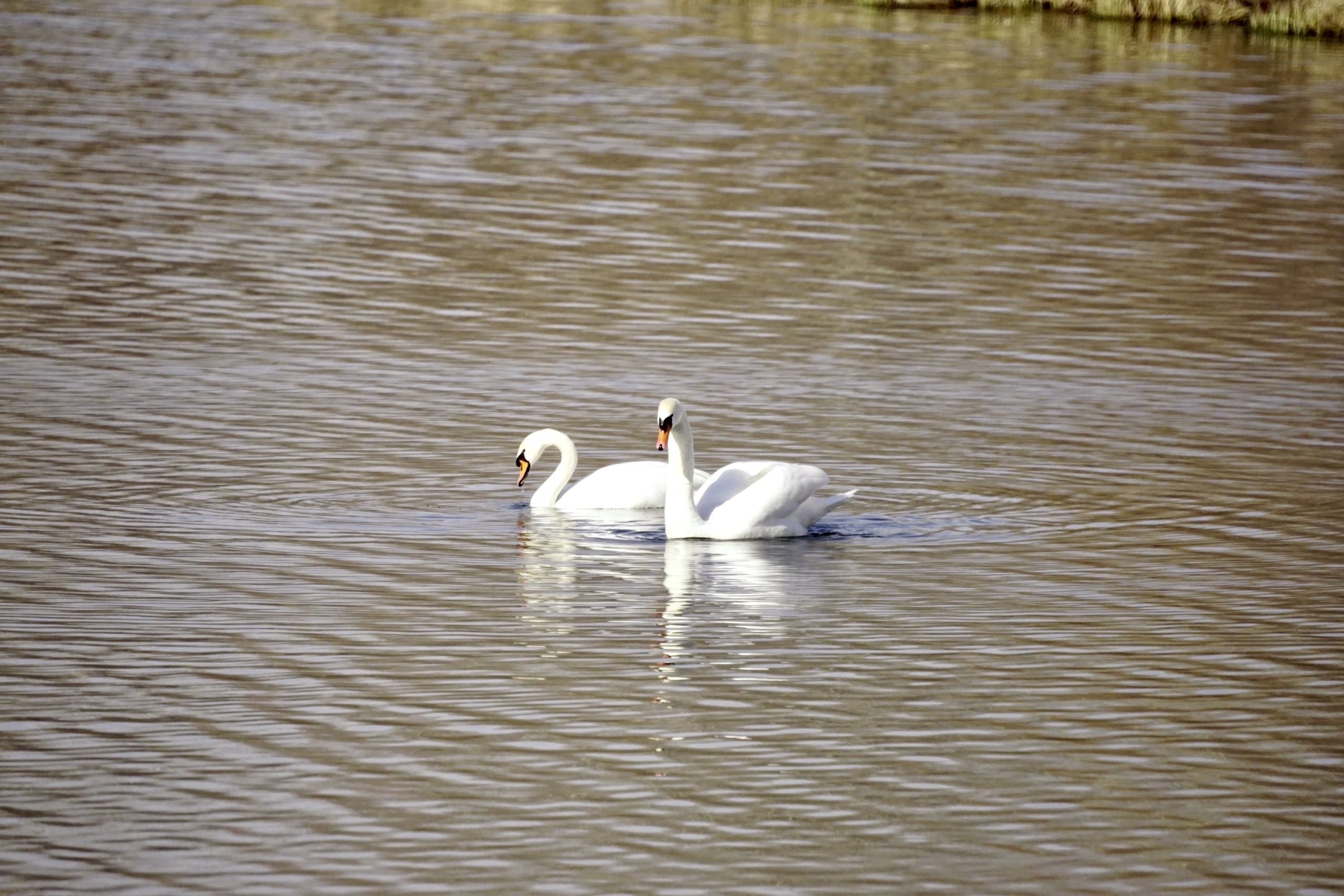 ЖК Онегин. Дом у озера. В гармонии с природой