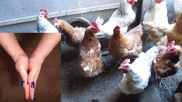 Пальчиковая гимнастика Домашние птицы.mp4