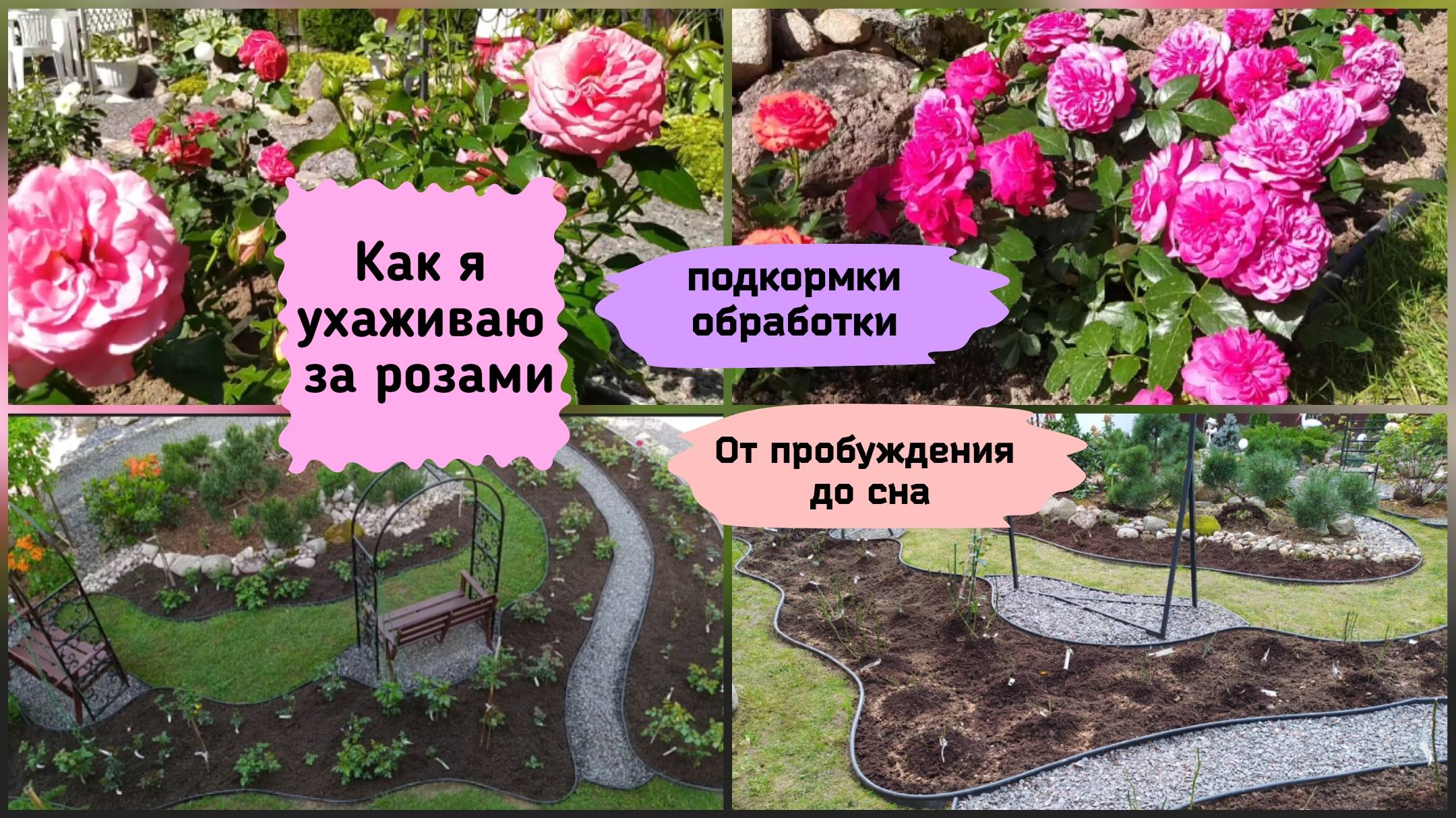 Как я ухаживаю за розами. Подкормки, обработки с весны до осени. (Ленинградская область)