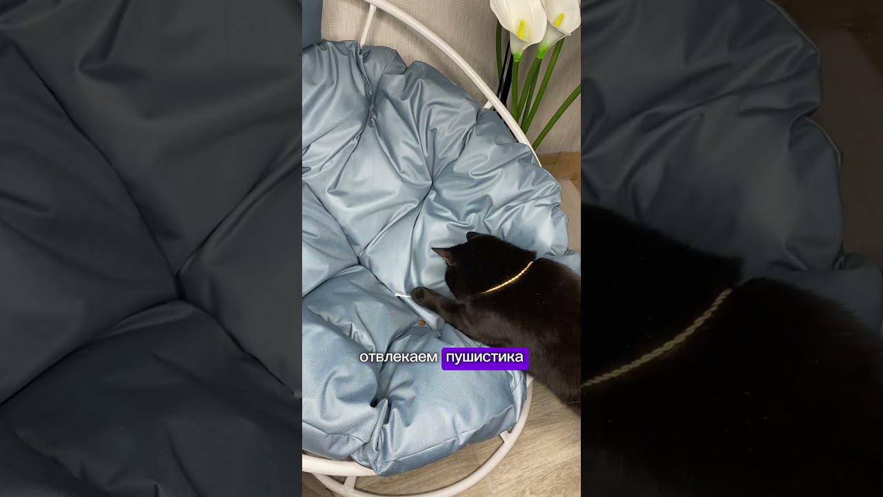 Секреты эффективного использования капель от блох