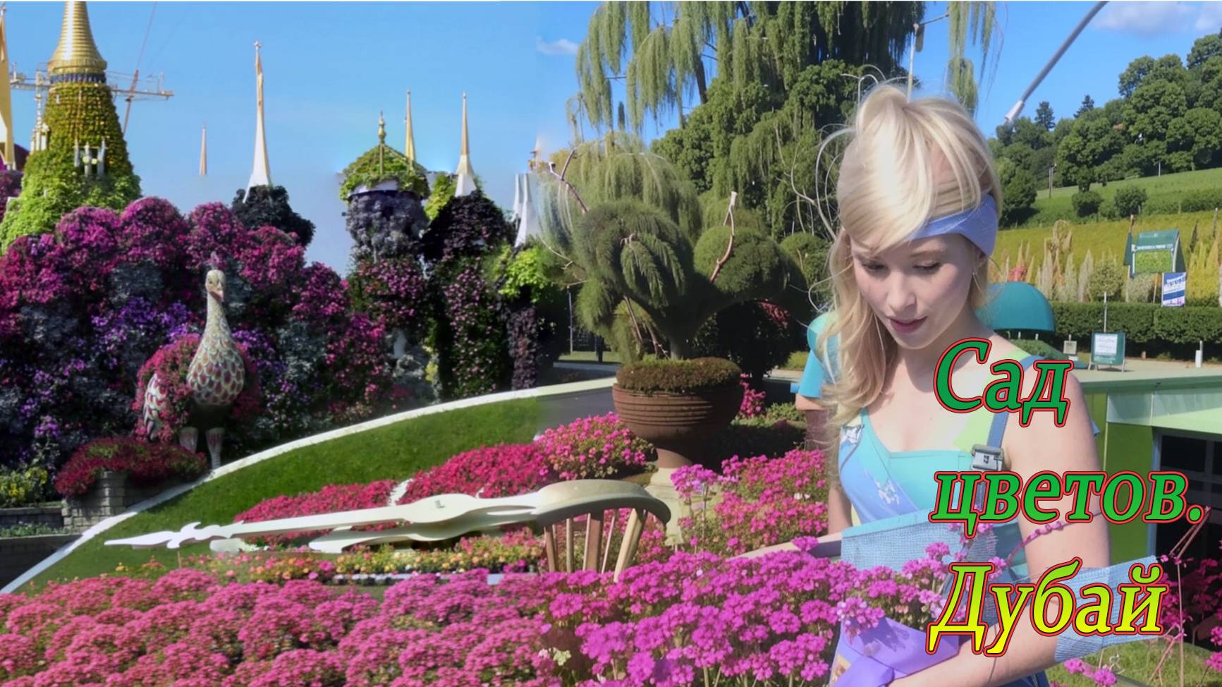 Сад цветов. Дубай. Петуния отражает негатив.