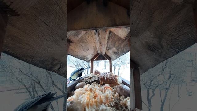 YouCut_20231204_100619873.mp4кормушка за окном.04.12.2023г.