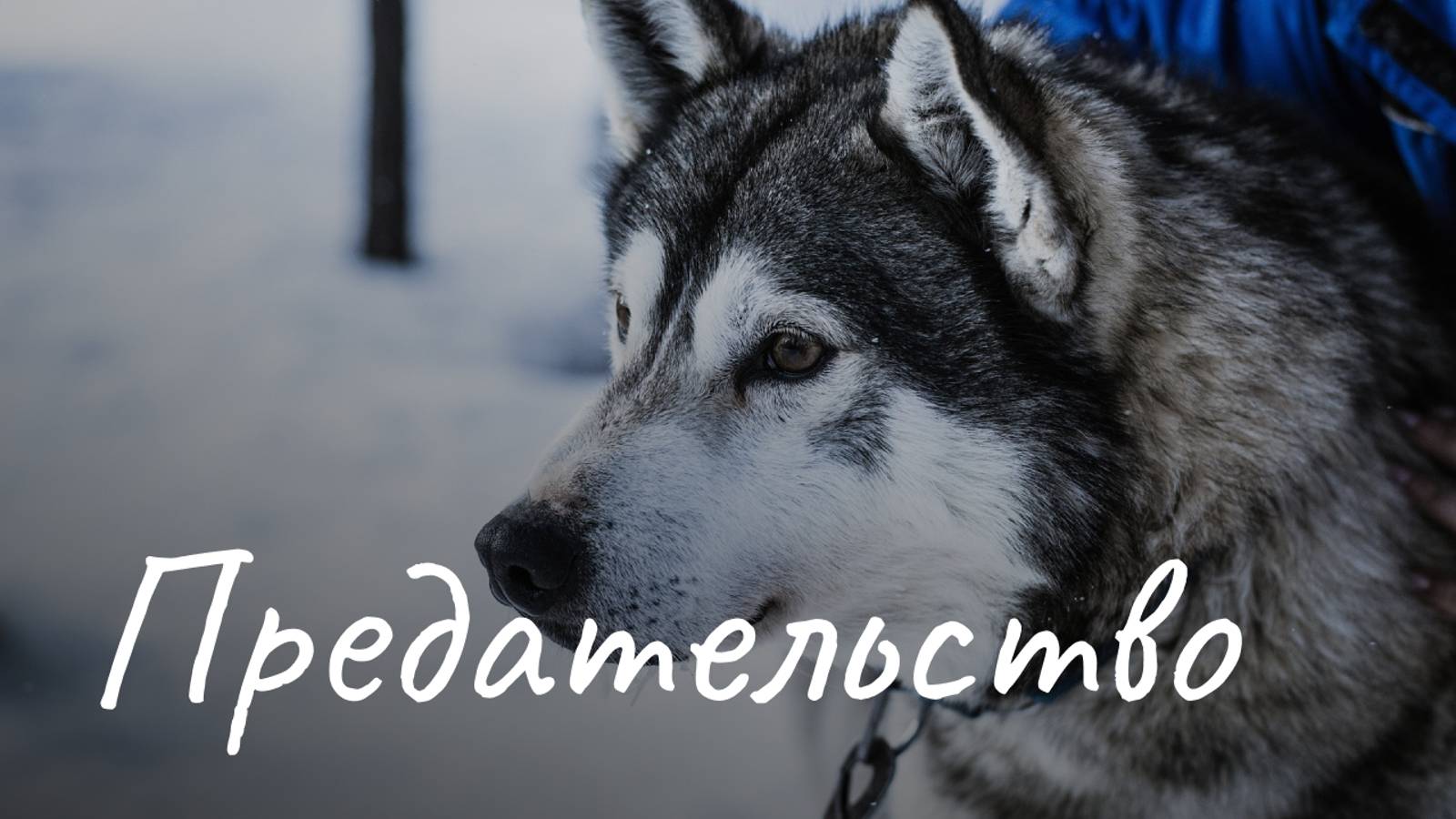 Предательство. Закон тайги. | Мёртвая хватка клыков. Песни под гитару | Песни нашего двора