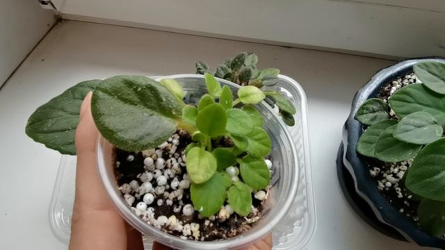 трейлерные фиалки