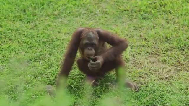 Коллекция удивительных животных • Расслабляющая музыка, красивая дикая природа