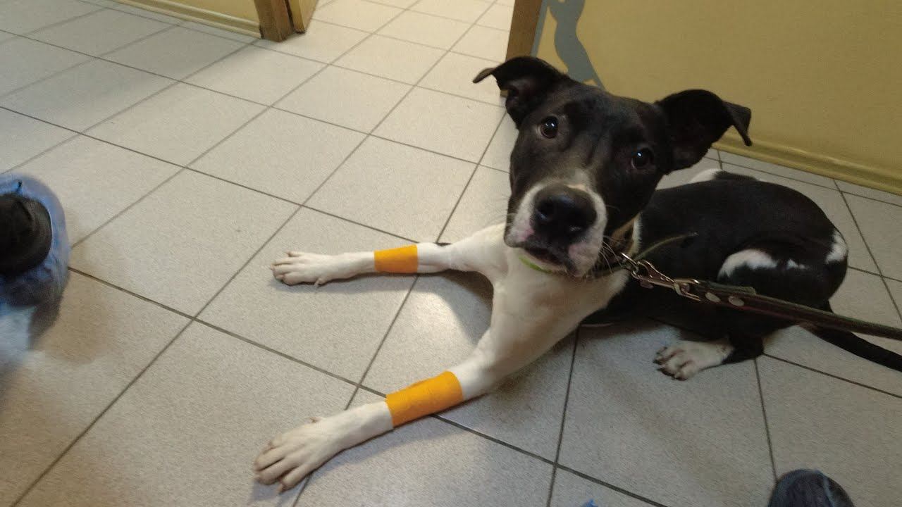 Везем Собаку к Ветеринару/влог