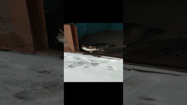 Соседский кот боится снега зимой)