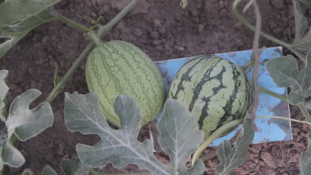 Арбузы и дыни в открытом грунте. Часть 2. (10.07.21)