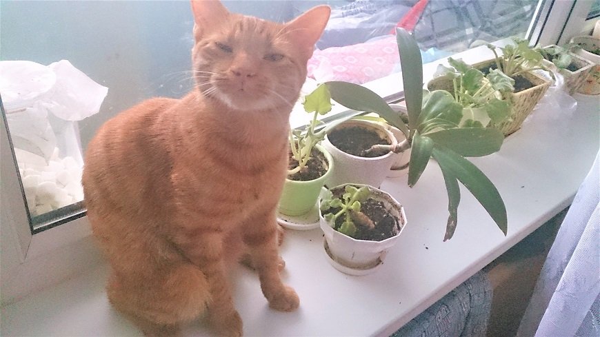 История про рыжего кота, которого мне послала судьба.