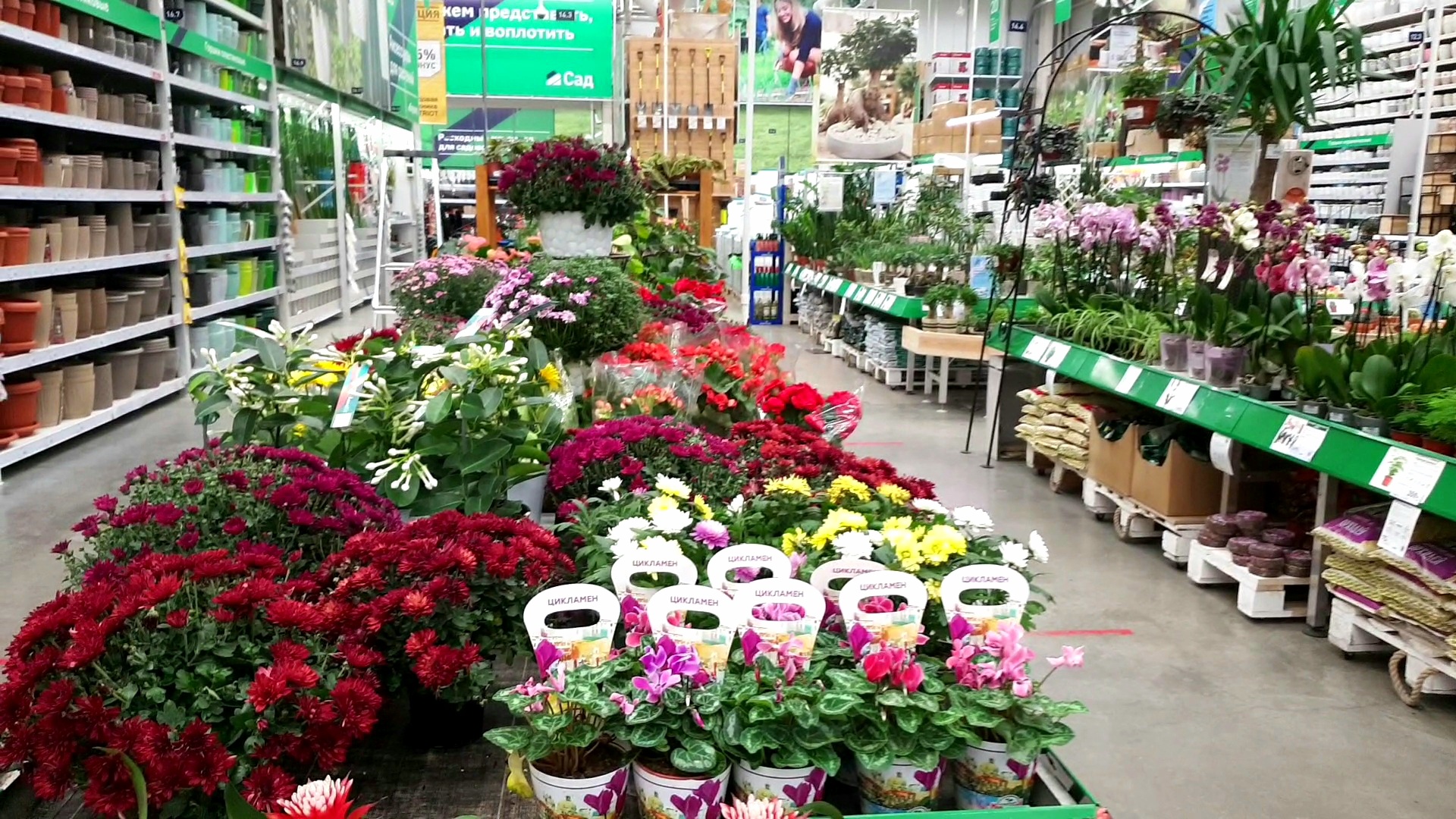 ??БАУЦЕНТР??КОМНАТНЫЕ ЦВЕТЫ?(На Некоторые Цветочки Цены - ???)