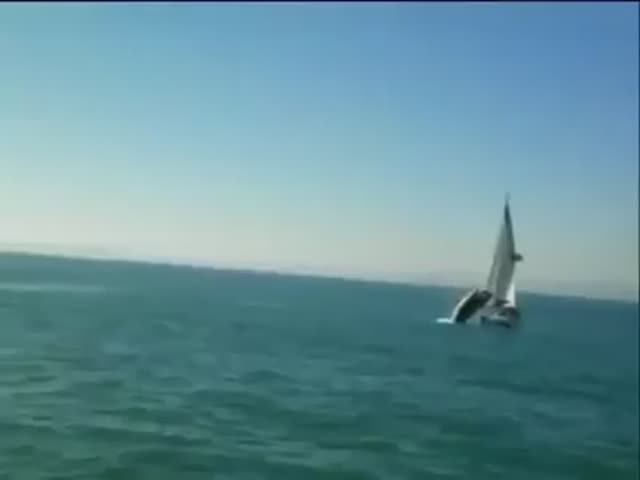 Аварийные ситуации - Столкновения - Кит атаковал яхту