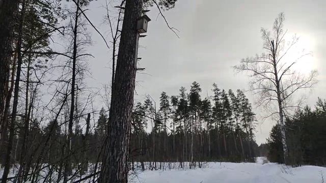 СКВОРЕШНИК ПО СРЕДИ ЛЕСА