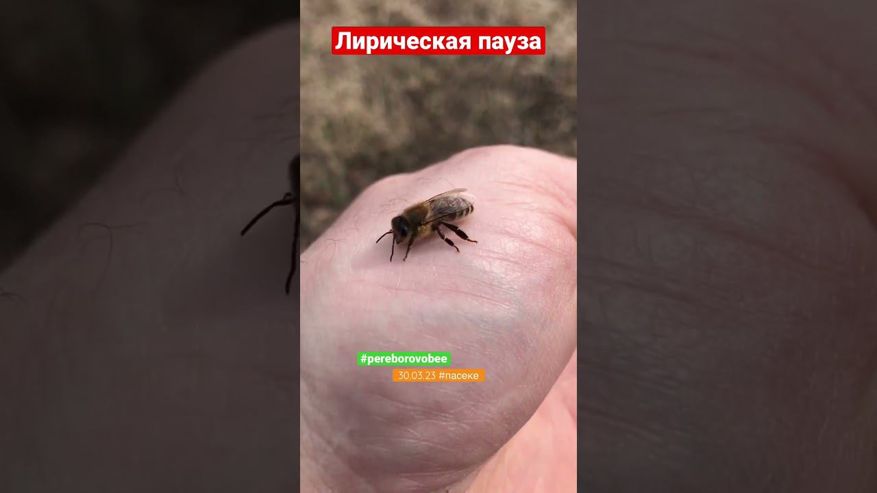 Лирическая пауза #напасеке #pereborovobee #пчеловодство #beekeeping