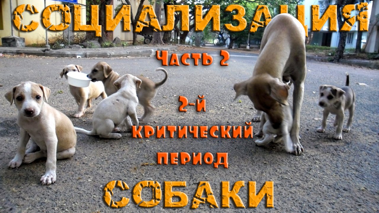 Социализация собаки. Часть 2: 2-й критический период социализации / Кинология / Зоопсихология
