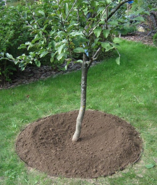Правильная посадка плодового дерева,залог большого урожая.