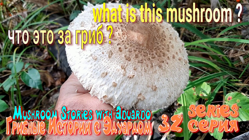 Что это за Гриб? Video 32 Грибные Истории с Эдуардом. Сегодня приготовлю ДЕЛИКАТЕС!