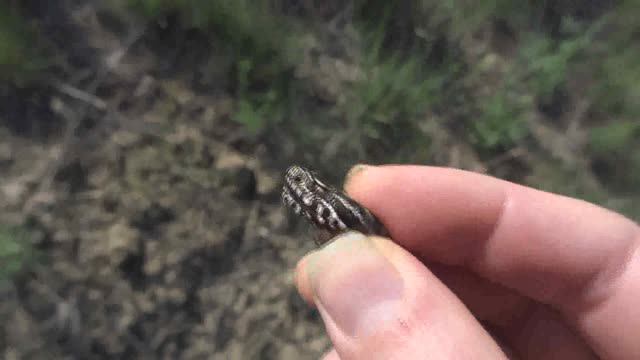 Гадюка степная отлов рукой