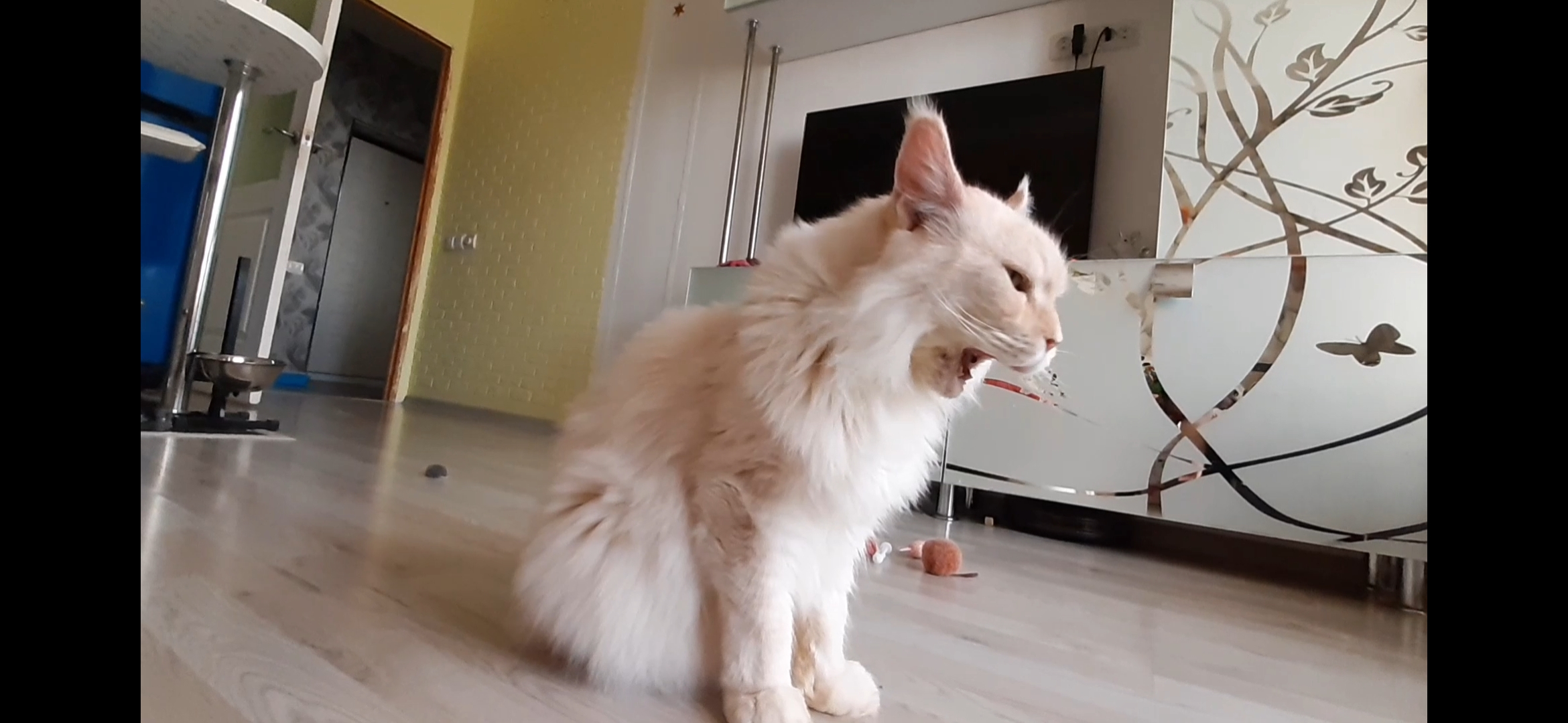 Саженцы роз просыпаются ???