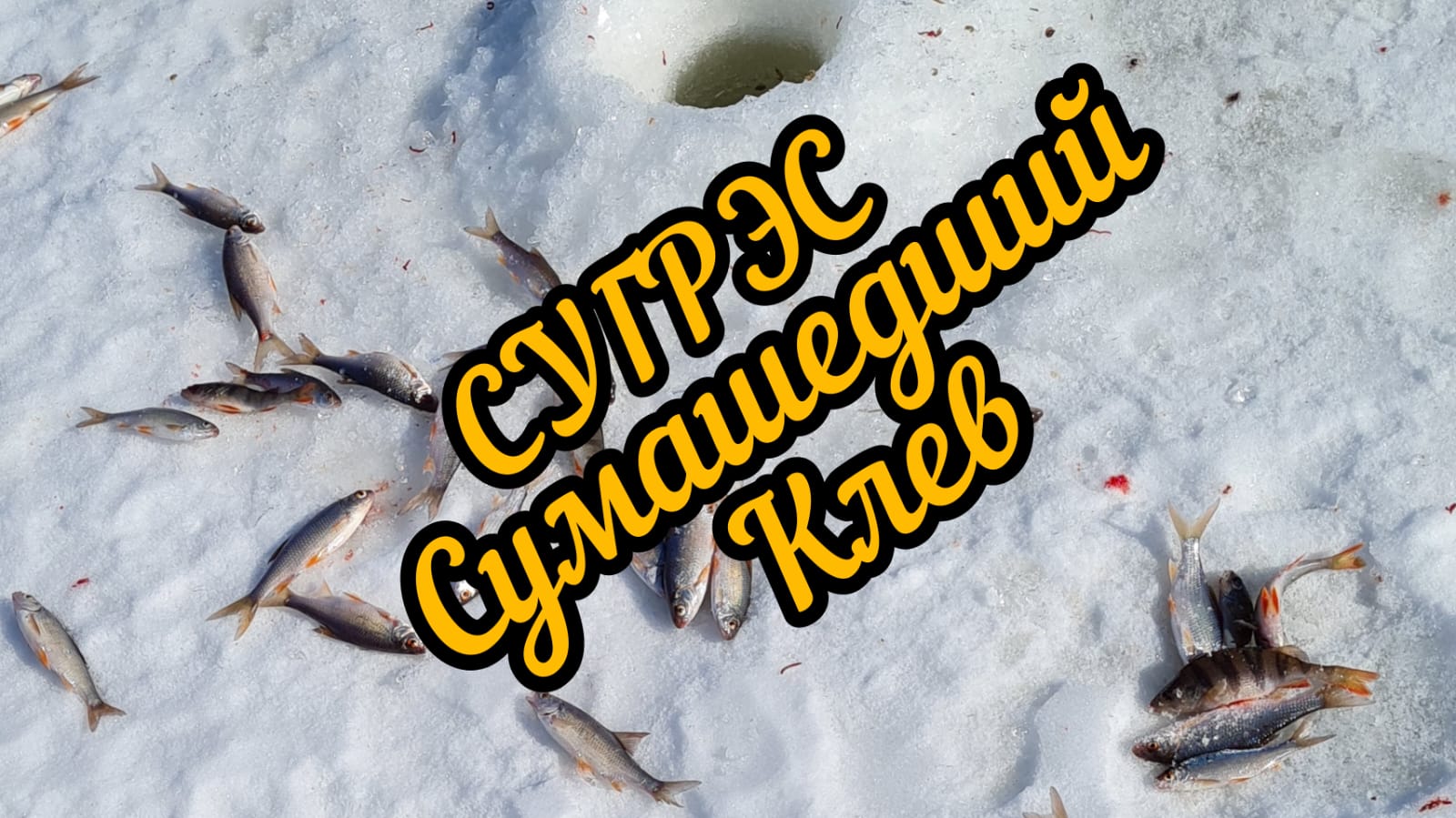 СУГРЕС, Сумасшедший КЛЕВ!