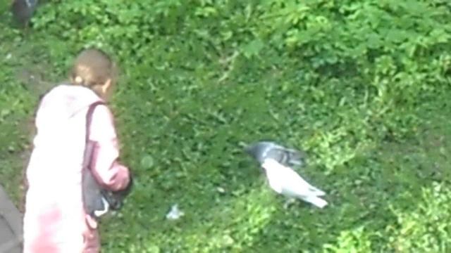 Белый голубь среди простых 5468545 DSCN5377