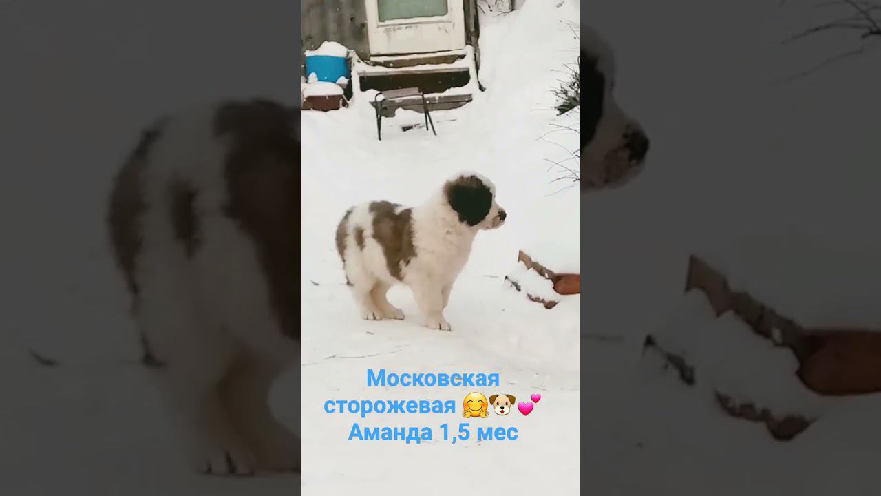 Московская сторожевая Аманда