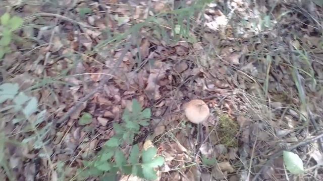 Едем в лес за грибами