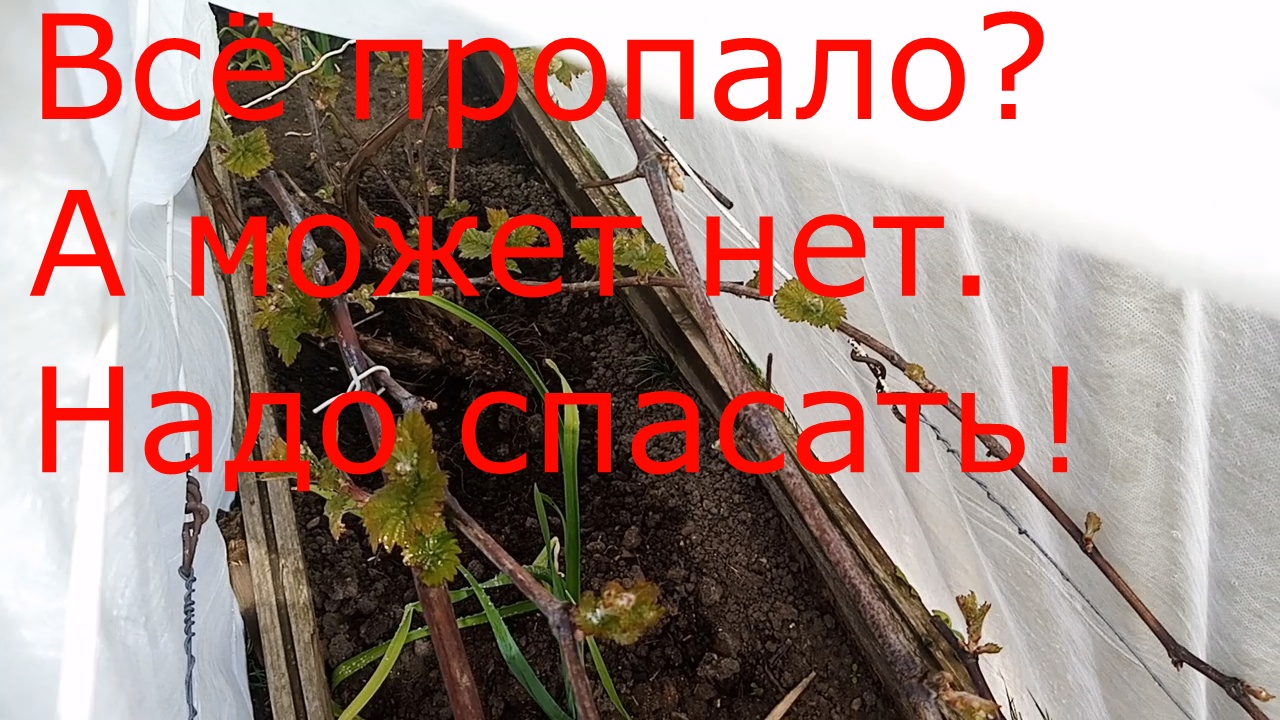 Всё пропало или нет....mp4