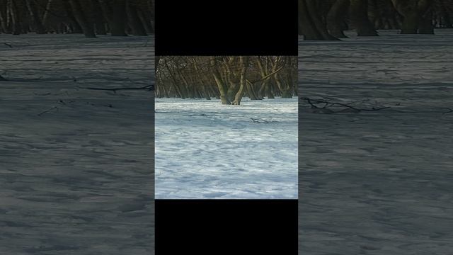 Белка на прогулке