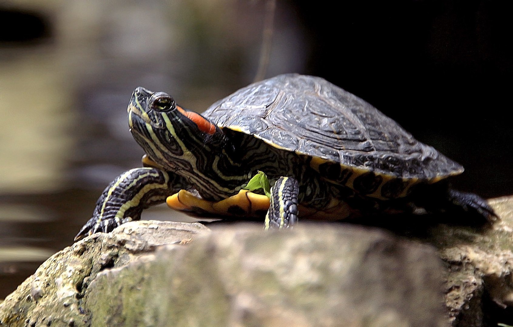Райский сад  и  черепахи