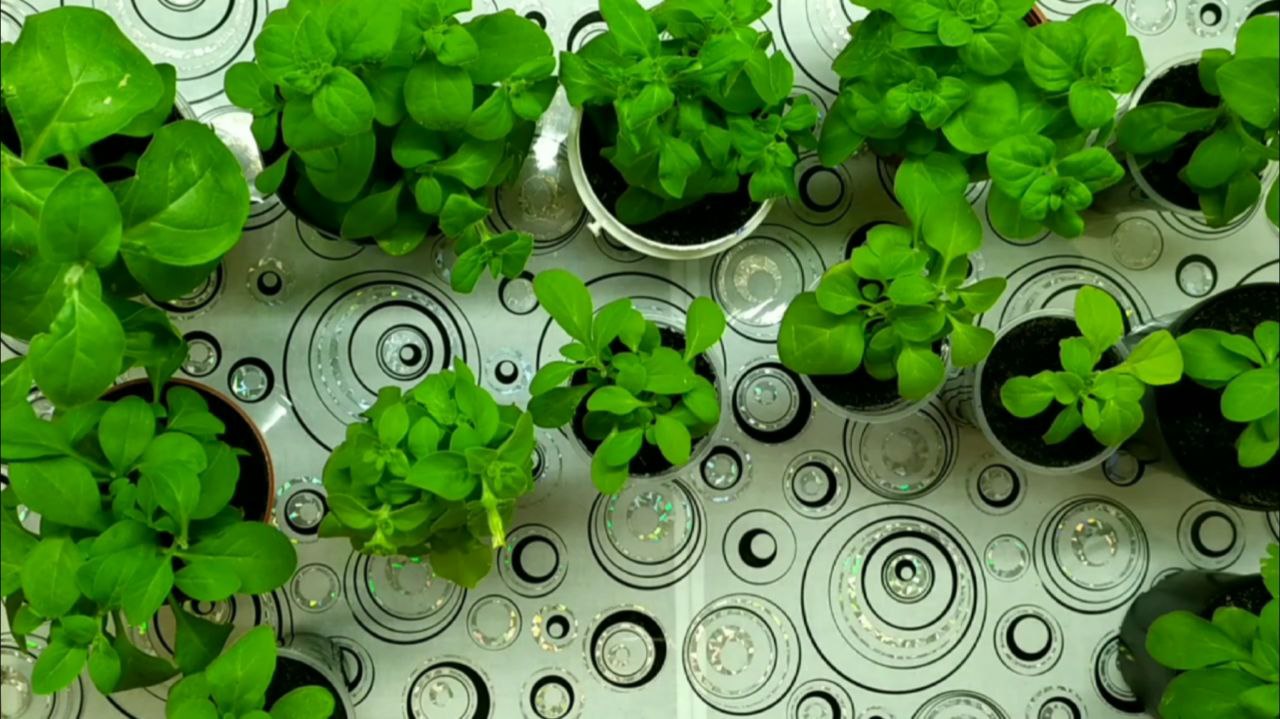 Формирование куста петунии прищипкой