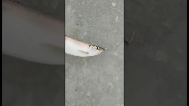 Ловля сельди на блёсны от Mr. Musurok