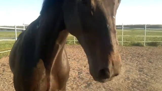 Играем с Нордом в леваде