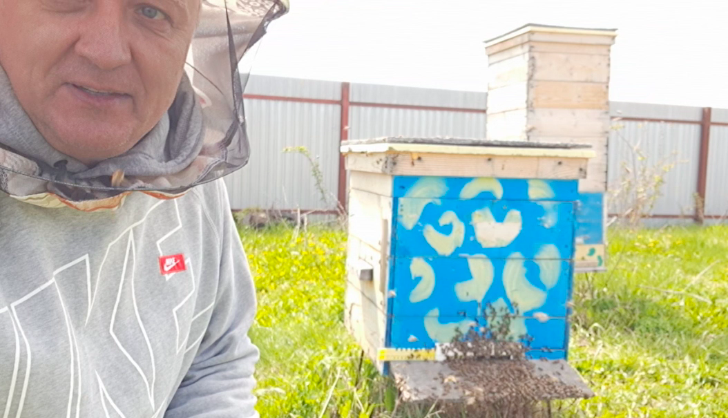 Про погоду, агрессивных среднерусских пчёл и добрых пчёл бакфаст