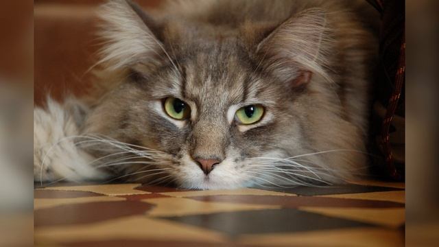 Норвежская лесная кошка: описание, характеристики, 128 фото | 101kote.ru