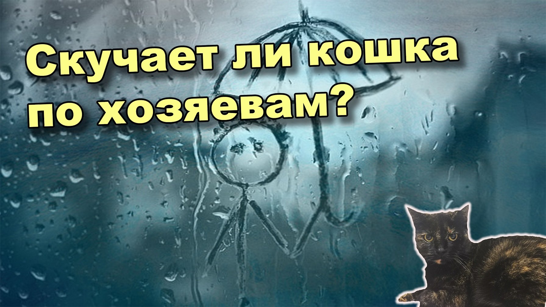 Скучают ли кошки по хозяевам?