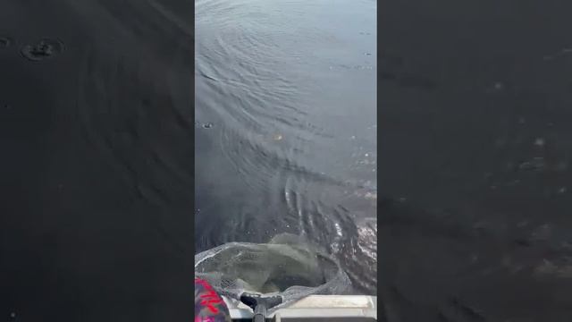 Рыбалка с гидом. Щука прыгает