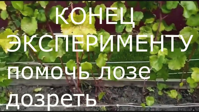 КОНЕЦ ЭКСПЕРИМЕНТУ 2023г.