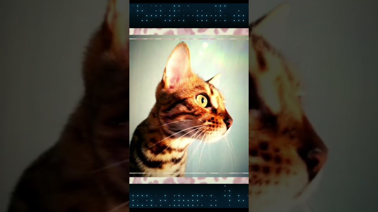 Красивее кошки может быть только красивая кошка #shorts #short #shortvideo #shortsvideo #кот #кошки