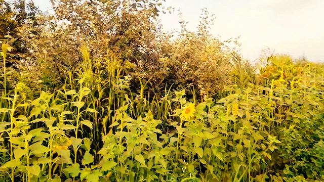 Успокаивающие видео с красивой мелодией и природными пейзажами.