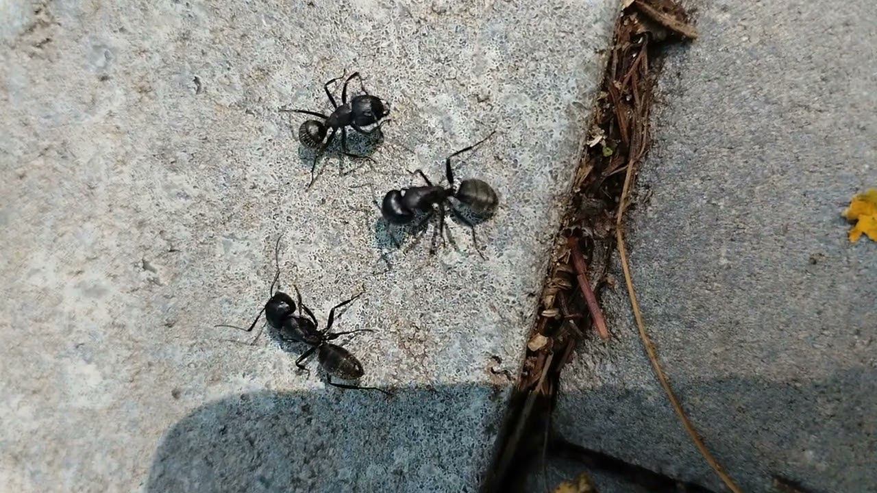 Муравьи общаються, целуються или моют друг друга, хз