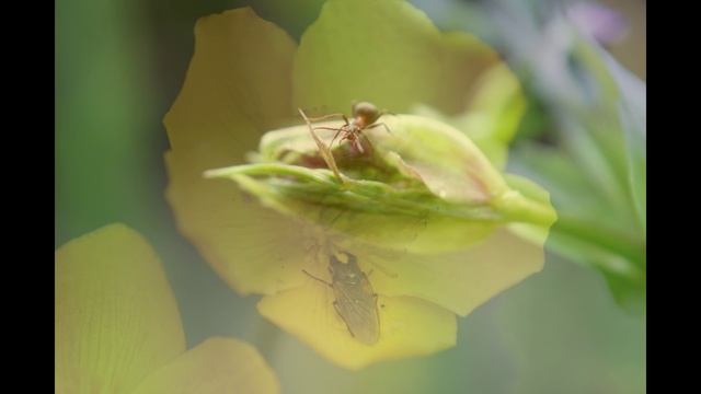 Живая природа в фотографиях