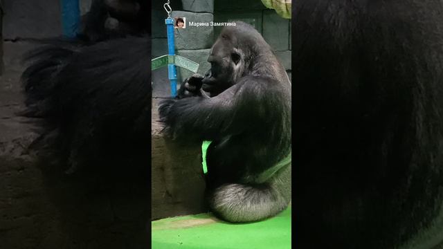 Горилла самец Визури.
