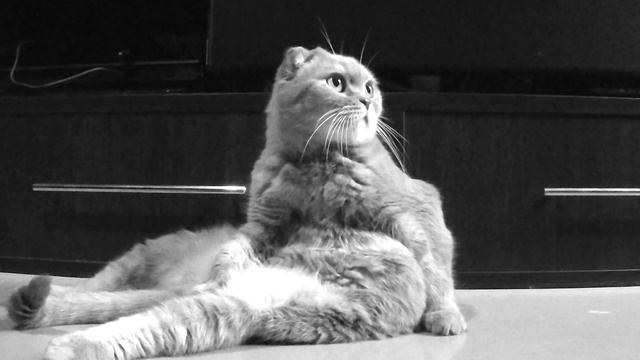 SLEEPLESS NIGHT-("RISK GROUP") Cover From Samara