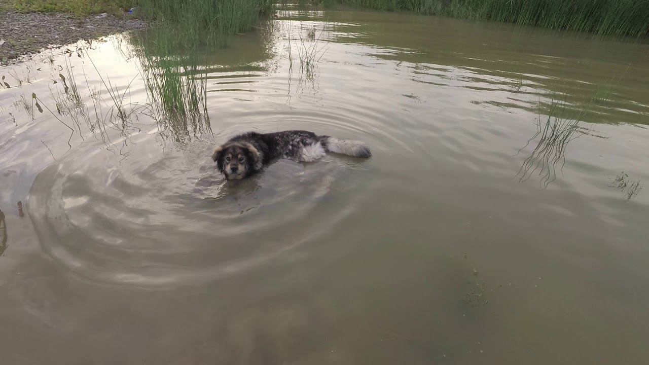 Приморка, Таганрогский залив, водяные собаки