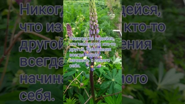 Смысловая цитата #5