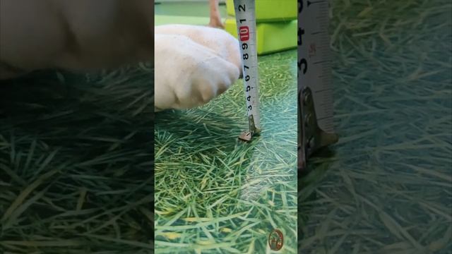 Урок классического танца / балет для детей / г. Ростов-на-Дону