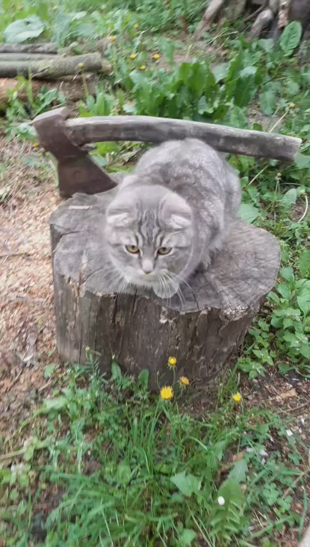 Казнить нельзя помиловать.