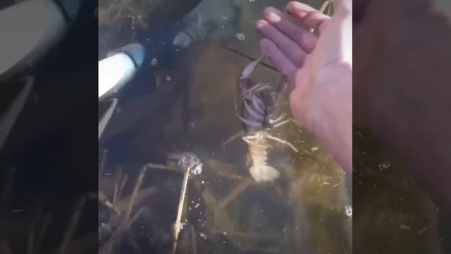 # Раки в лодке #